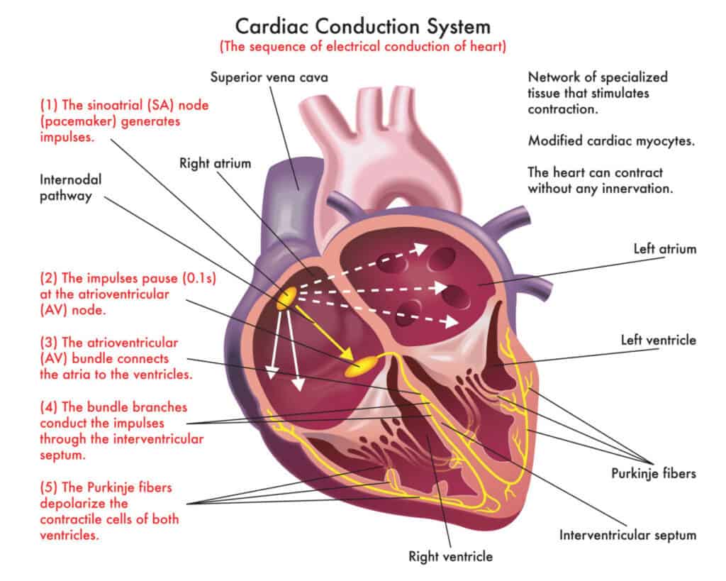 Are Ectopic Beats Dangerous Stop SVT